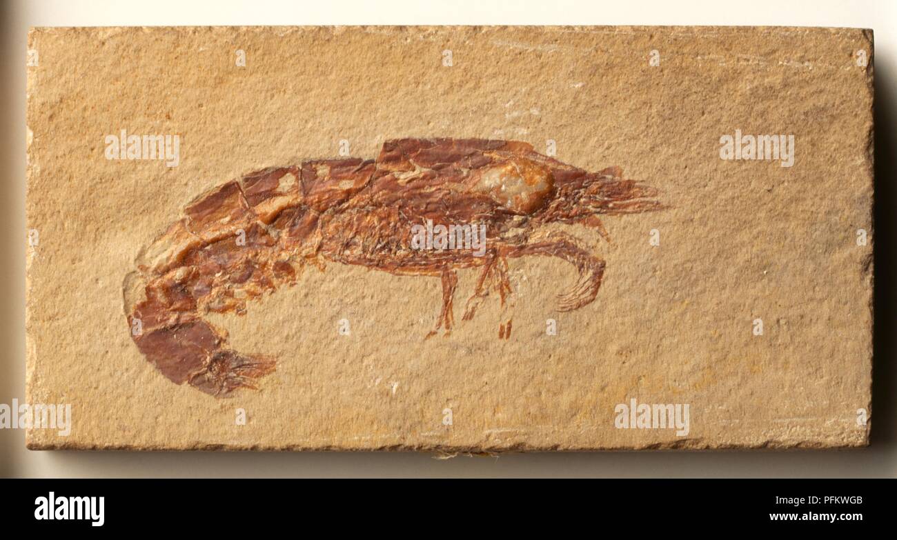 Crustacea - Carpopenaeus: Carpopenaeus fossil, close-up Stock Photo - Alamy