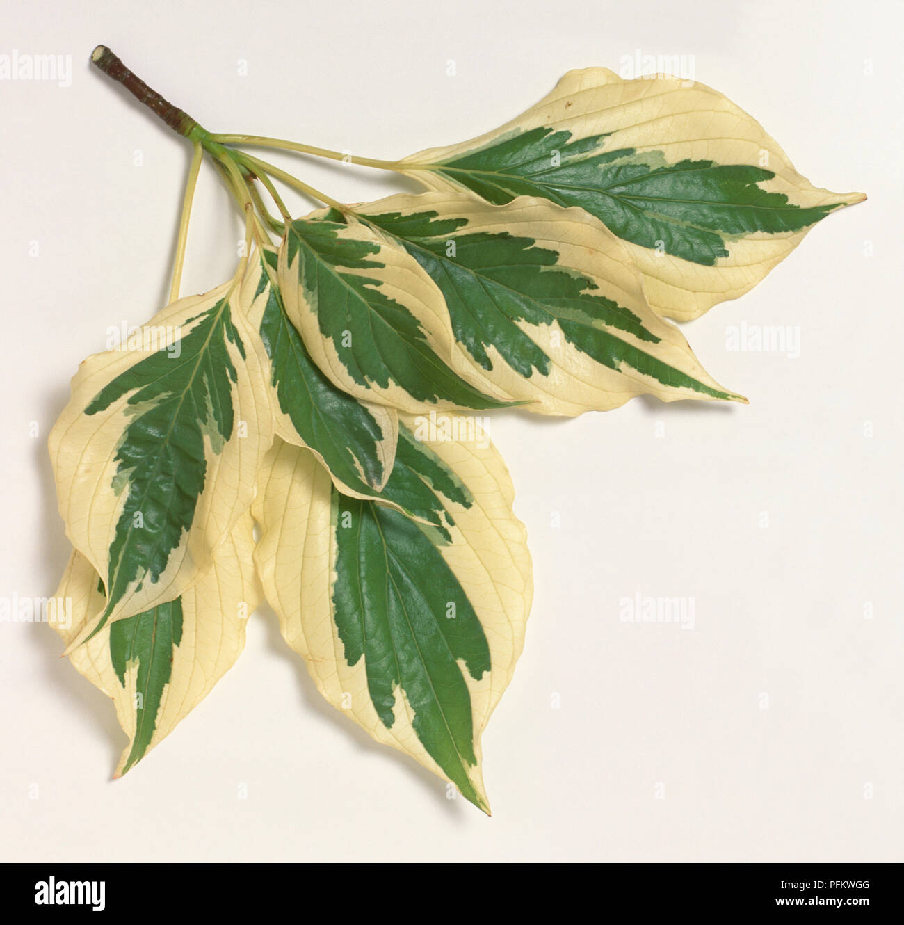 Cornus controversa variegata hi-res stock photography and images - Alamy