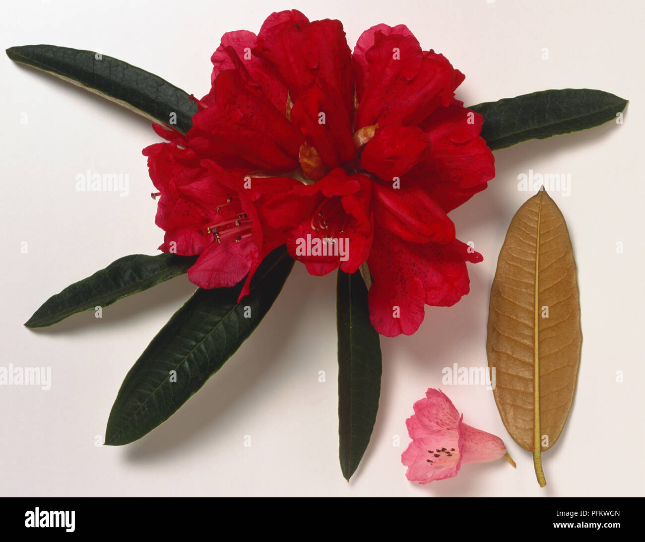 Ericaceae, Rhododendron arboreum, long, thick, glossy, dark green ...