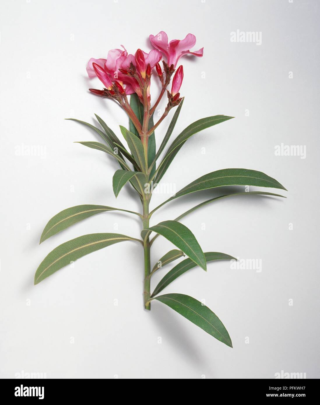Pink oleander flowers on stem, close-up Stock Photo - Alamy
