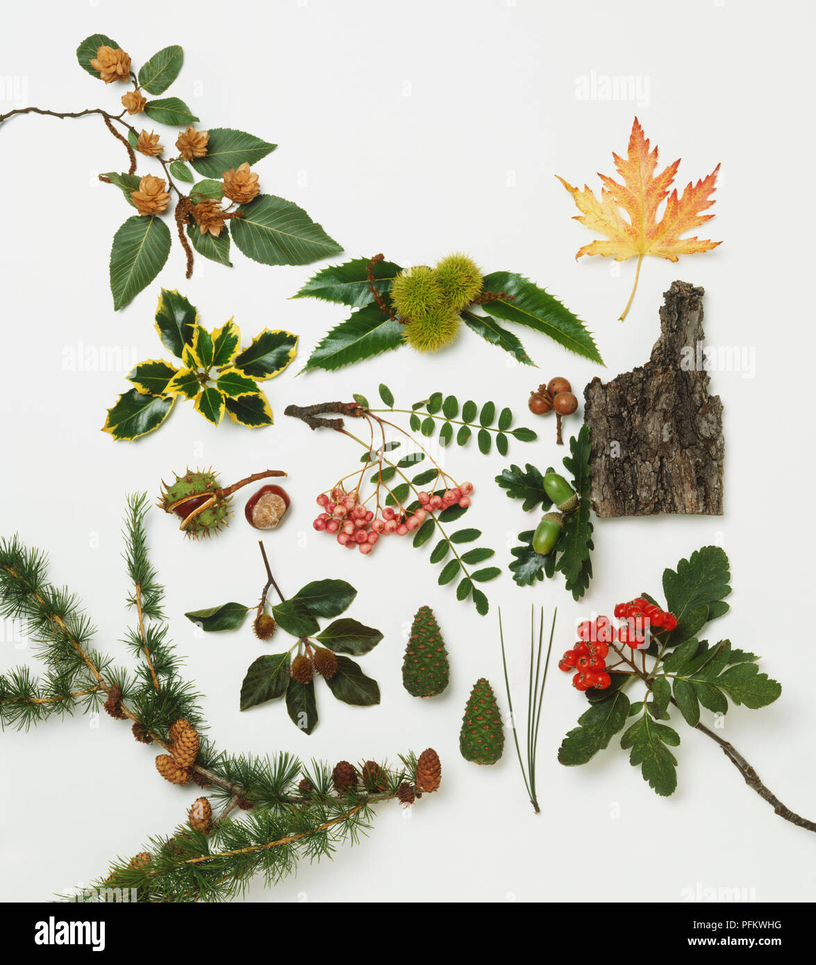 Selection of autumn leaves and seeds, including horse chestnut, pine ...