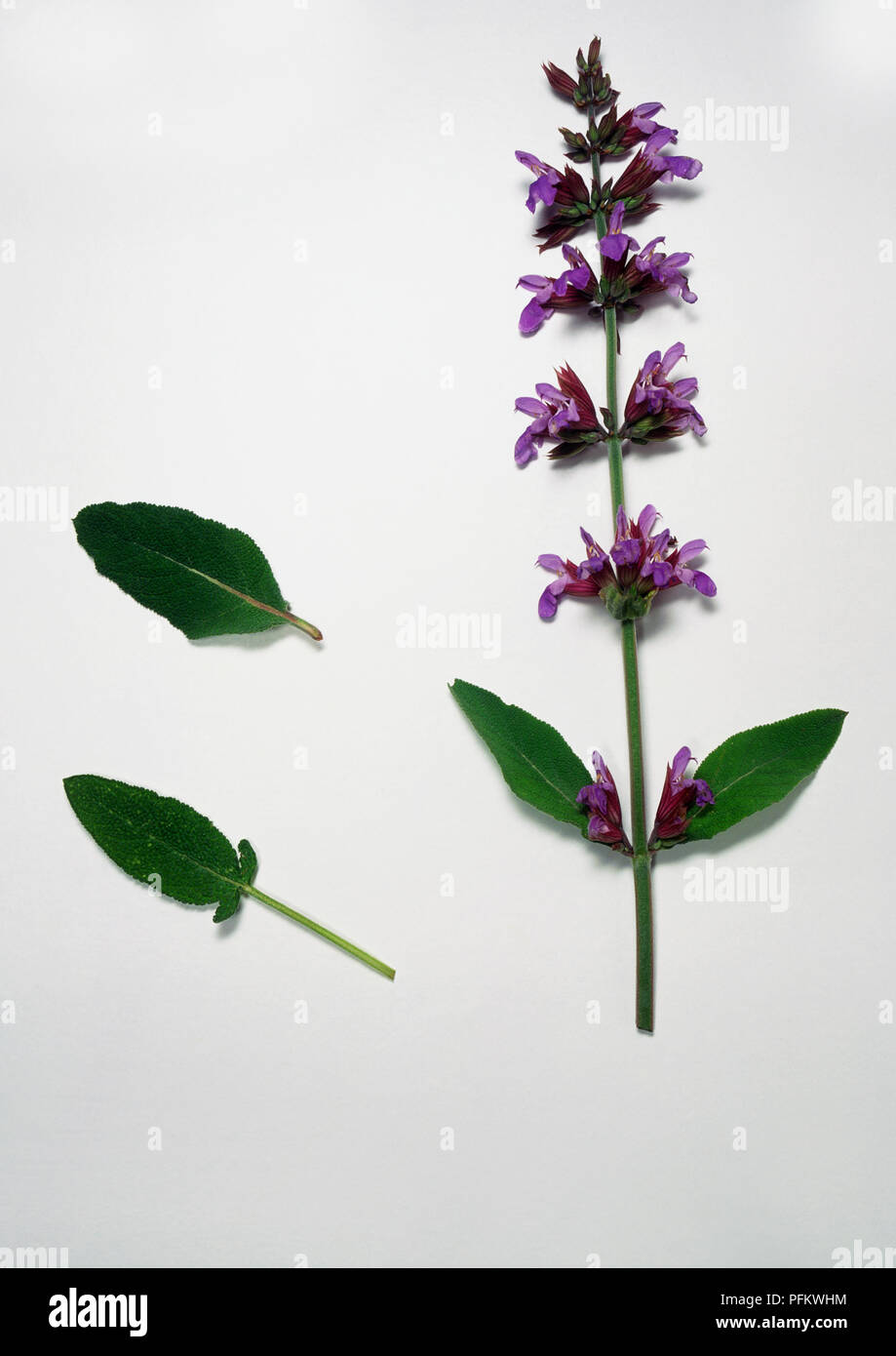 Flowering stem and leaves from Salvia officinalis (Sage Stock Photo - Alamy