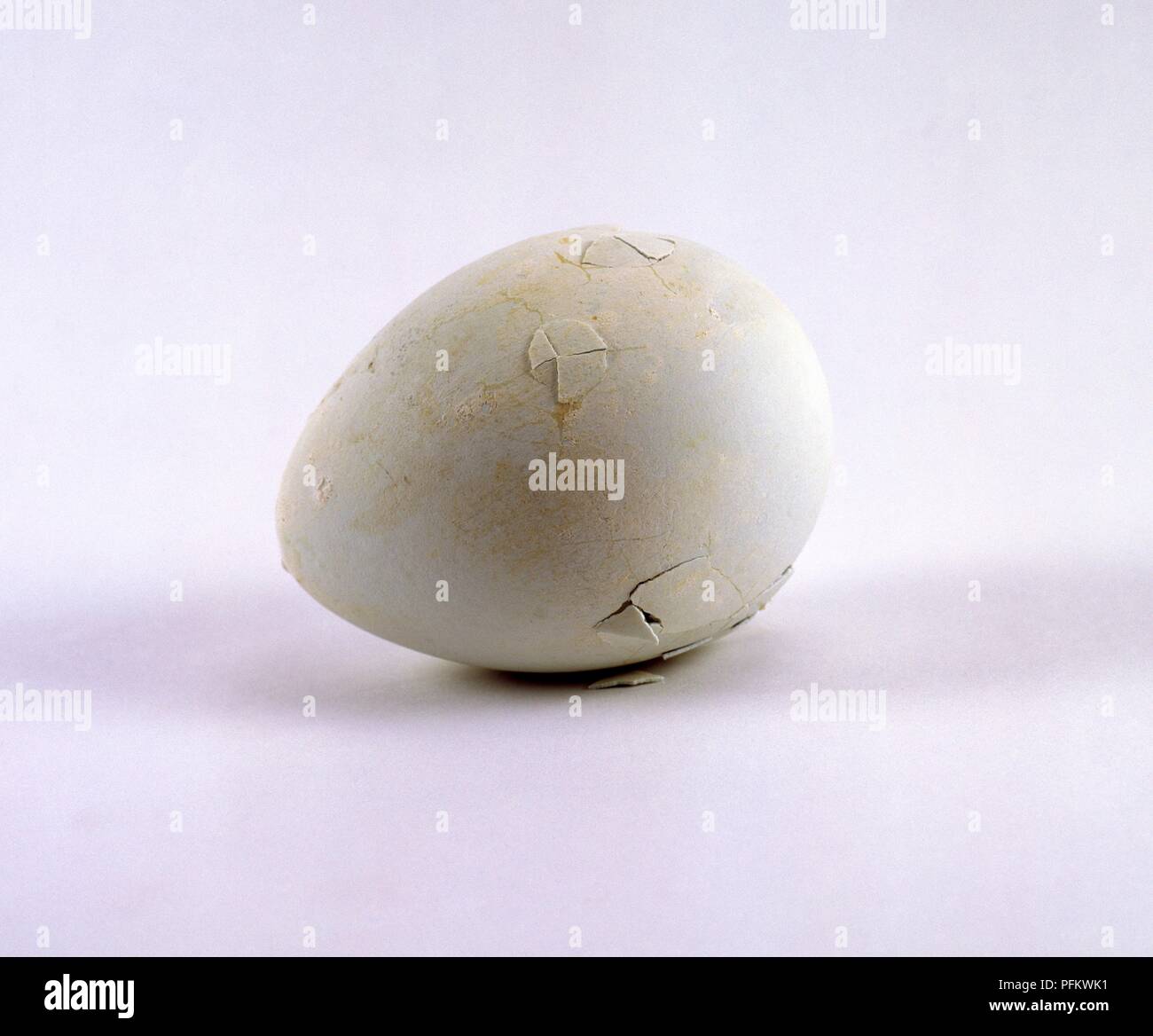 Animal sequence spheniscus hi-res stock photography and images - Alamy