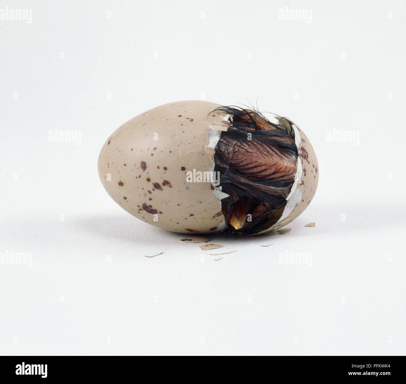 Newborn Moorhen High Resolution Stock Photography and Images - Alamy