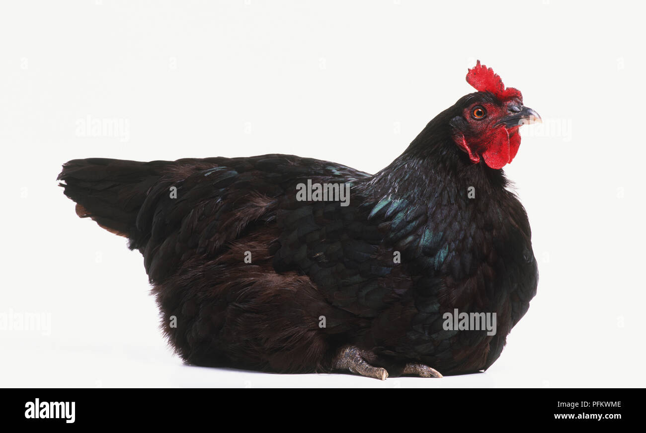 Black feathered chicken sitting down, side view Stock Photo - Alamy