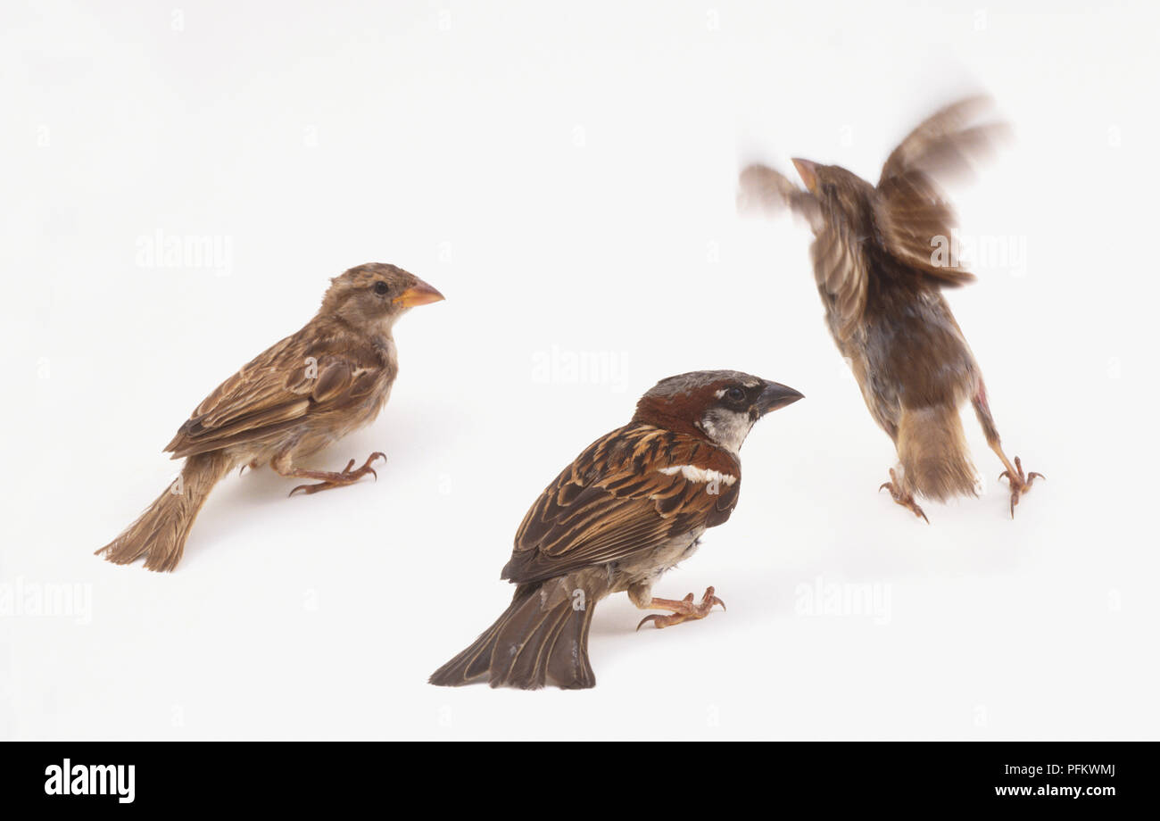 Flying sparrows hi-res stock photography and images - Alamy