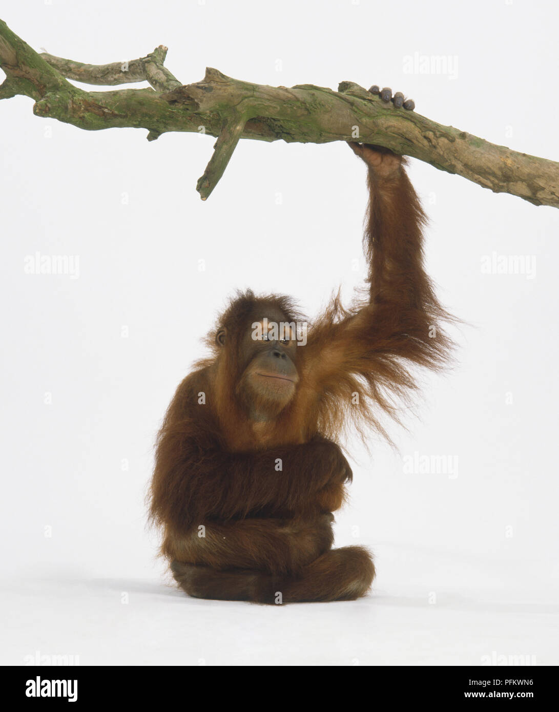 Sitting Sumatran Orangutan (Pongo abelii) raising one arm above its ...