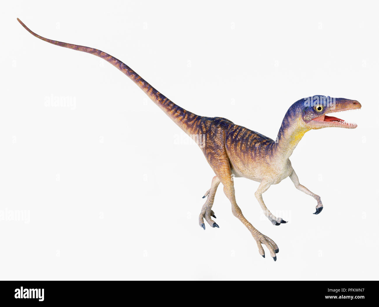 Compsognathus hi-res stock photography and images - Alamy