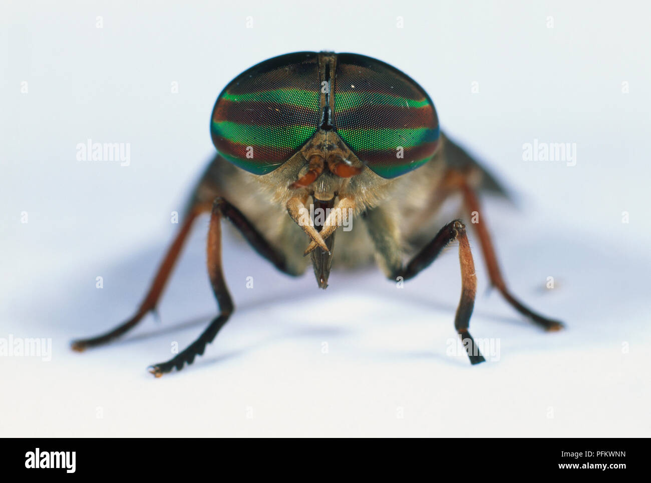 Carnivorous insects hi-res stock photography and images - Alamy