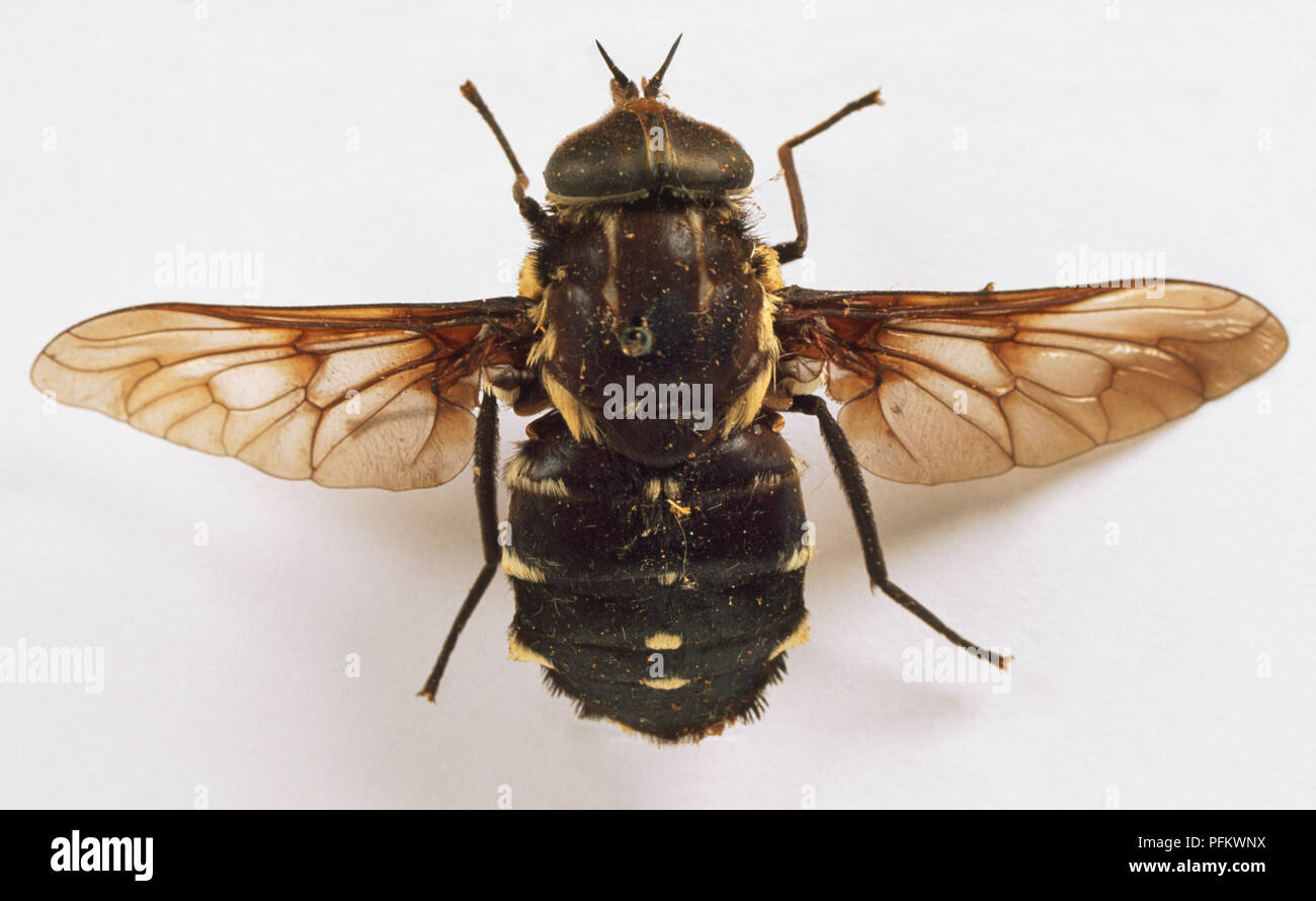 Tabanus horse fly hi-res stock photography and images - Alamy