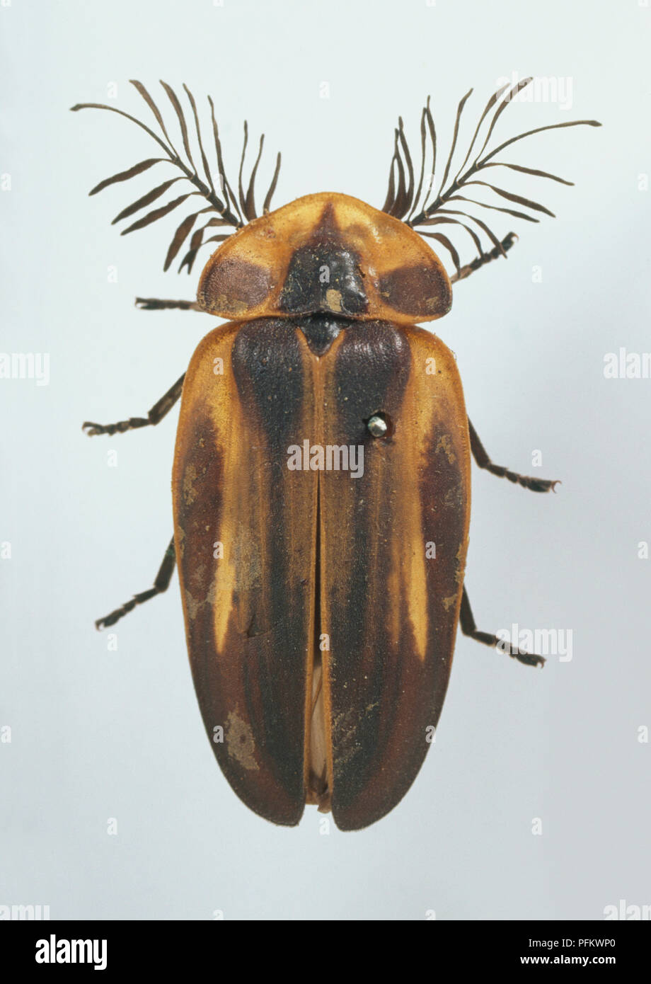Close up view firefly hi-res stock photography and images - Alamy