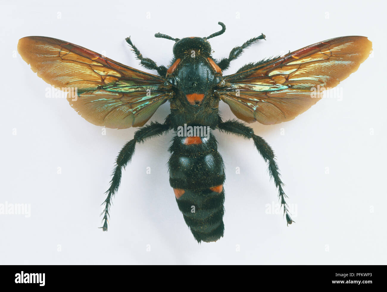 Scolia hi-res stock photography and images - Alamy