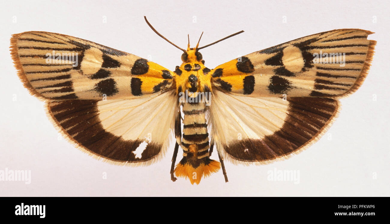 Snout moths hi-res stock photography and images - Alamy