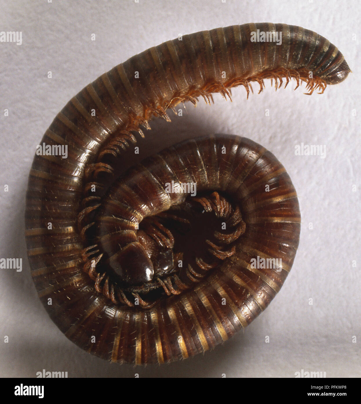 Millipede curled into a spiral, close up Stock Photo - Alamy