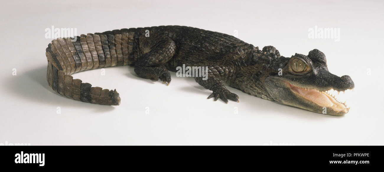 Spectacled caiman (Caiman crocodilus), mouth open, side view Stock ...