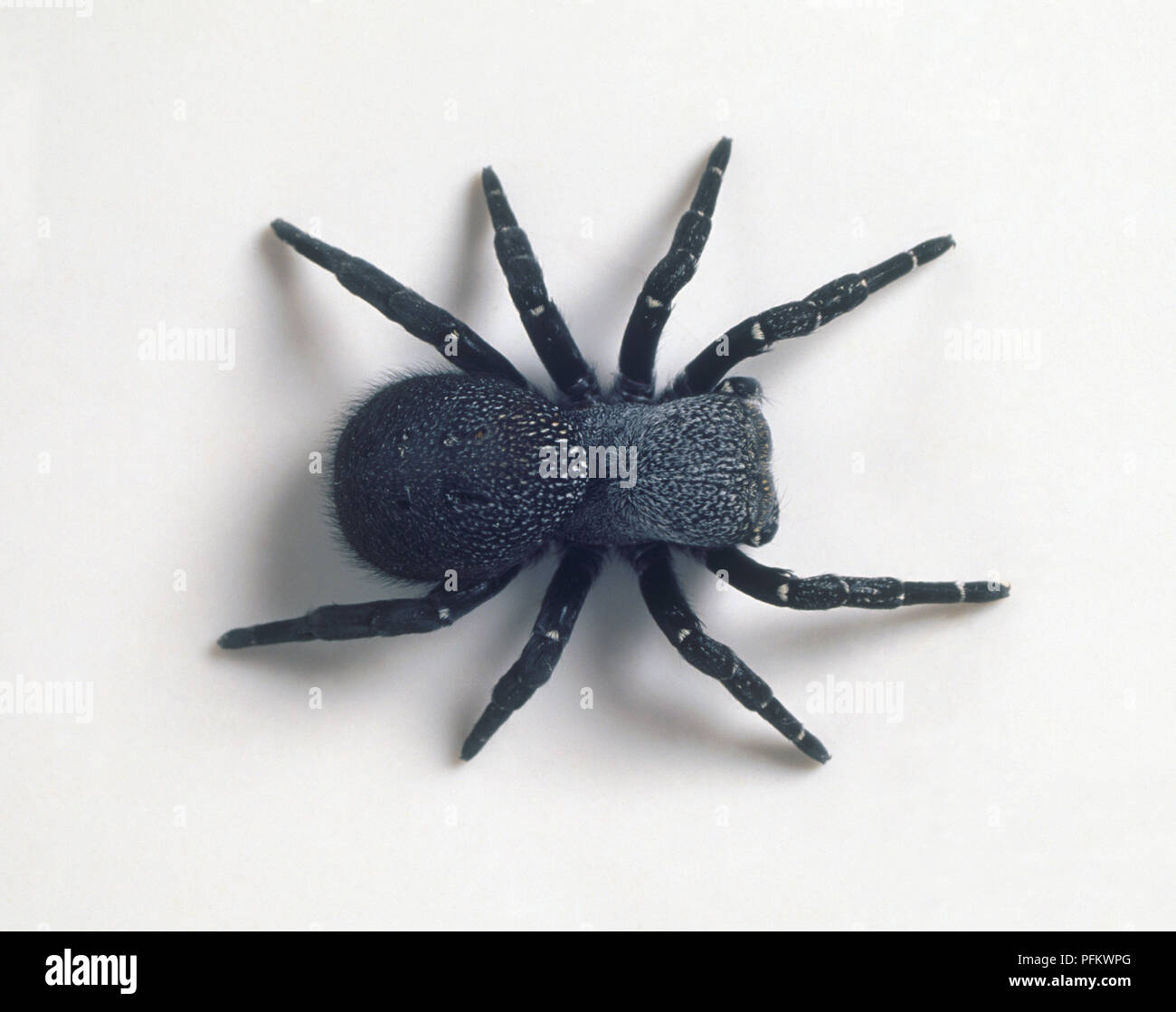 Female Ladybird Spider