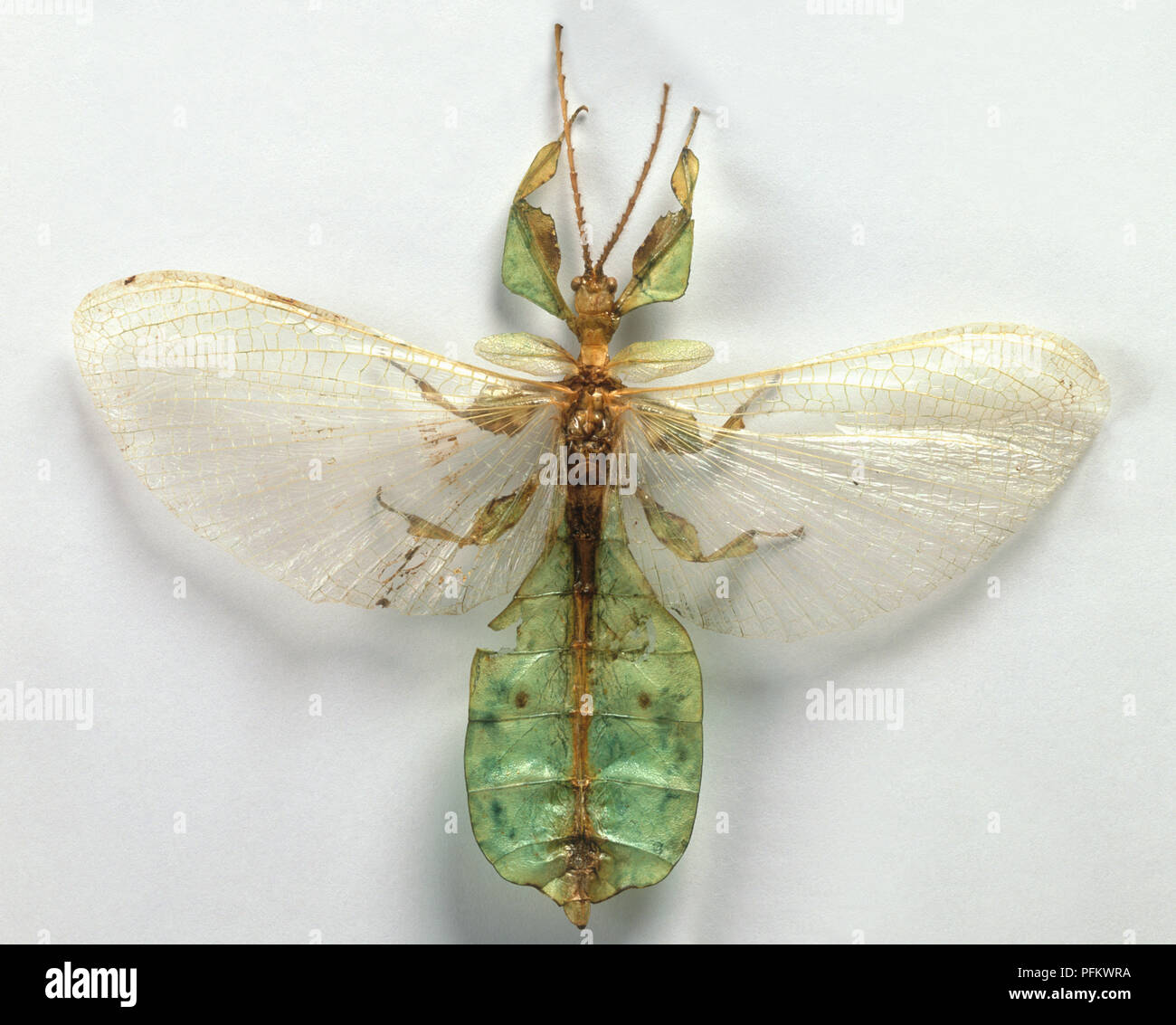 Phylliidae Stock Photos & Phylliidae Stock Images - Alamy