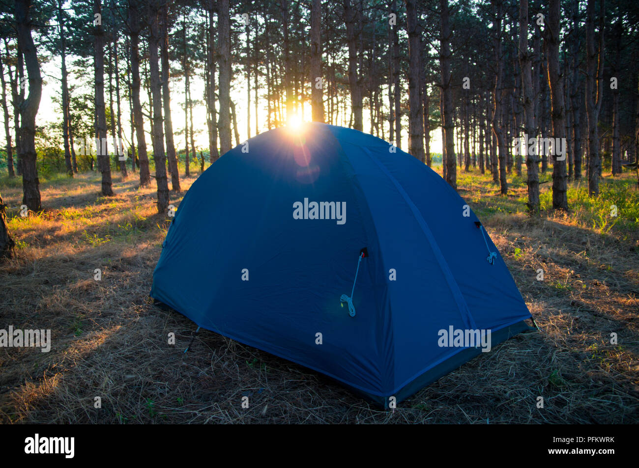 Camping tent in the forrest while sunset Stock Photo - Alamy