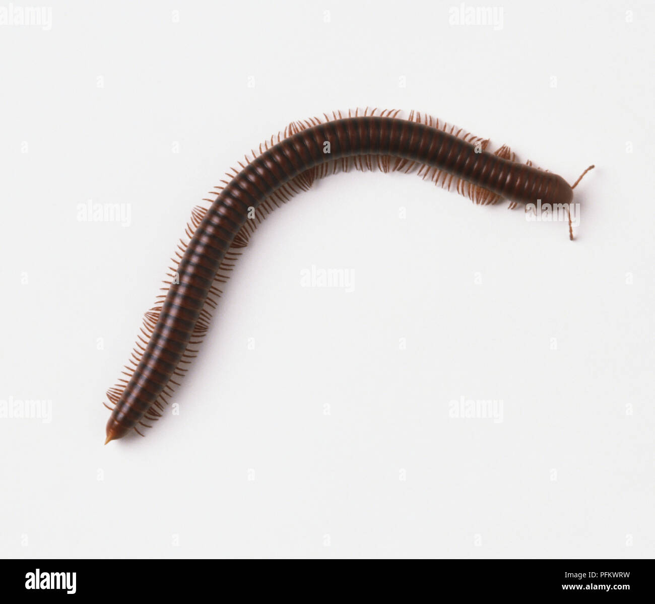 Millipede diplopoda arthropod hi-res stock photography and images - Alamy
