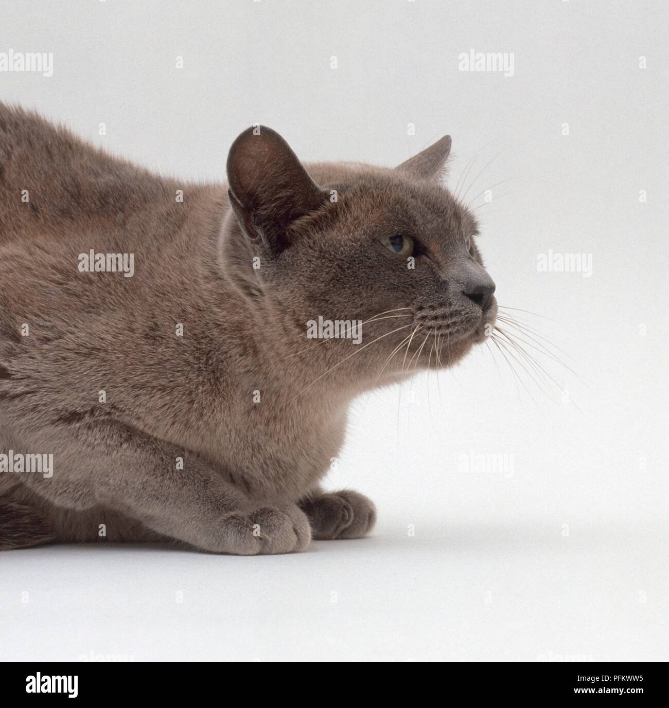 Profile of blue Burmese stud cat Stock Photo - Alamy