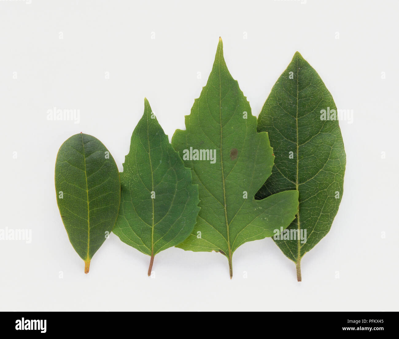 Shot different types trees hi-res stock photography and images - Alamy