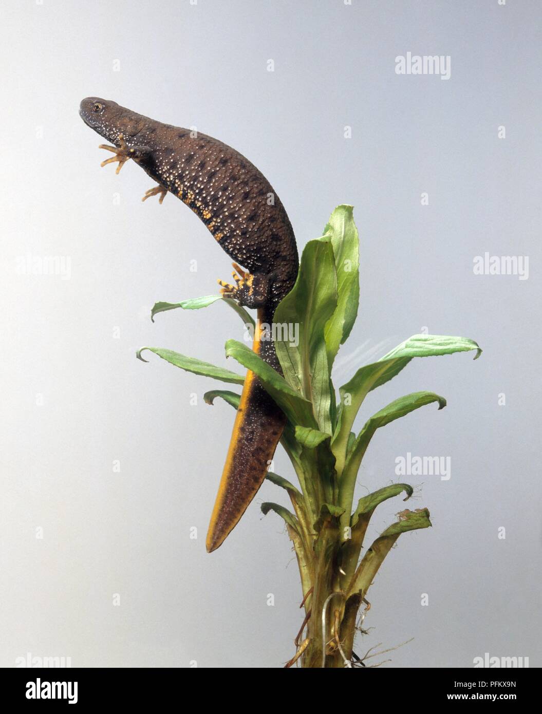 Female Great Crested Newt (Triturus cristatus) gluing leaf into ...