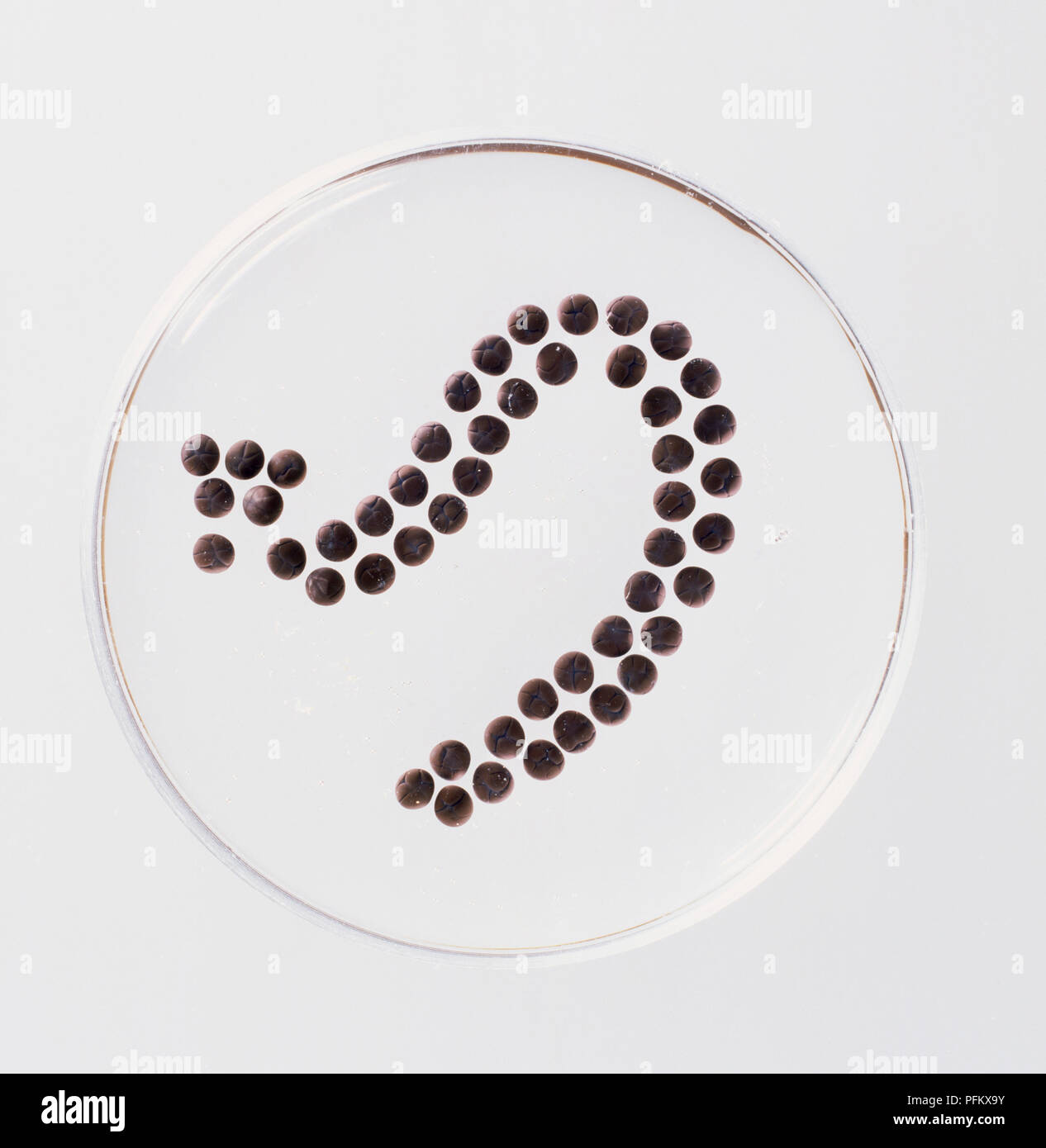 Toad egg string hi-res stock photography and images - Alamy