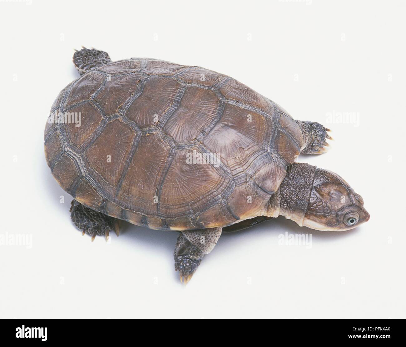 African helmeted turtle or Marsh terrapin (Pelomedusa subrufa Stock ...