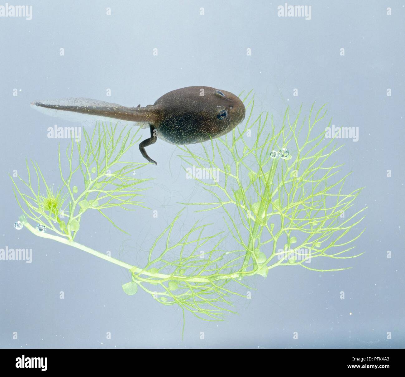 Tadpole with leg visible Stock Photo - Alamy