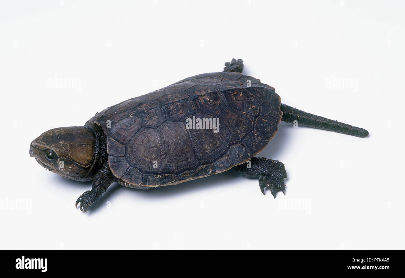 Big headed turtle hi-res stock photography and images - Alamy