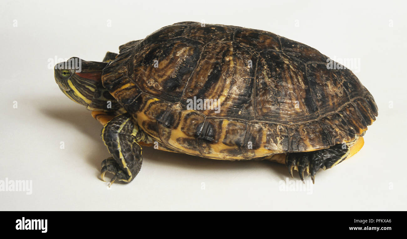 16 subspecies hi-res stock photography and images - Alamy