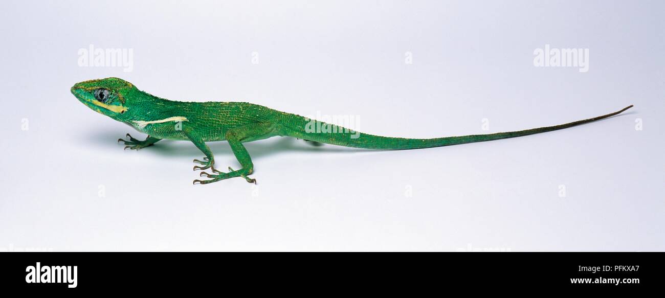 Knight anolis (Anolis equestris), lizard, side view Stock Photo - Alamy