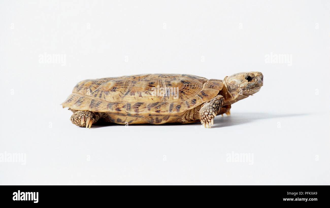 Pancake tortoise (Malacochersus tornieri), side view Stock Photo - Alamy