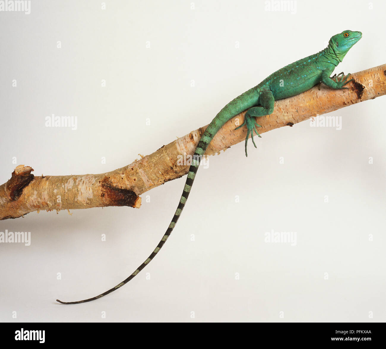 Female Green Basilisk Lizard