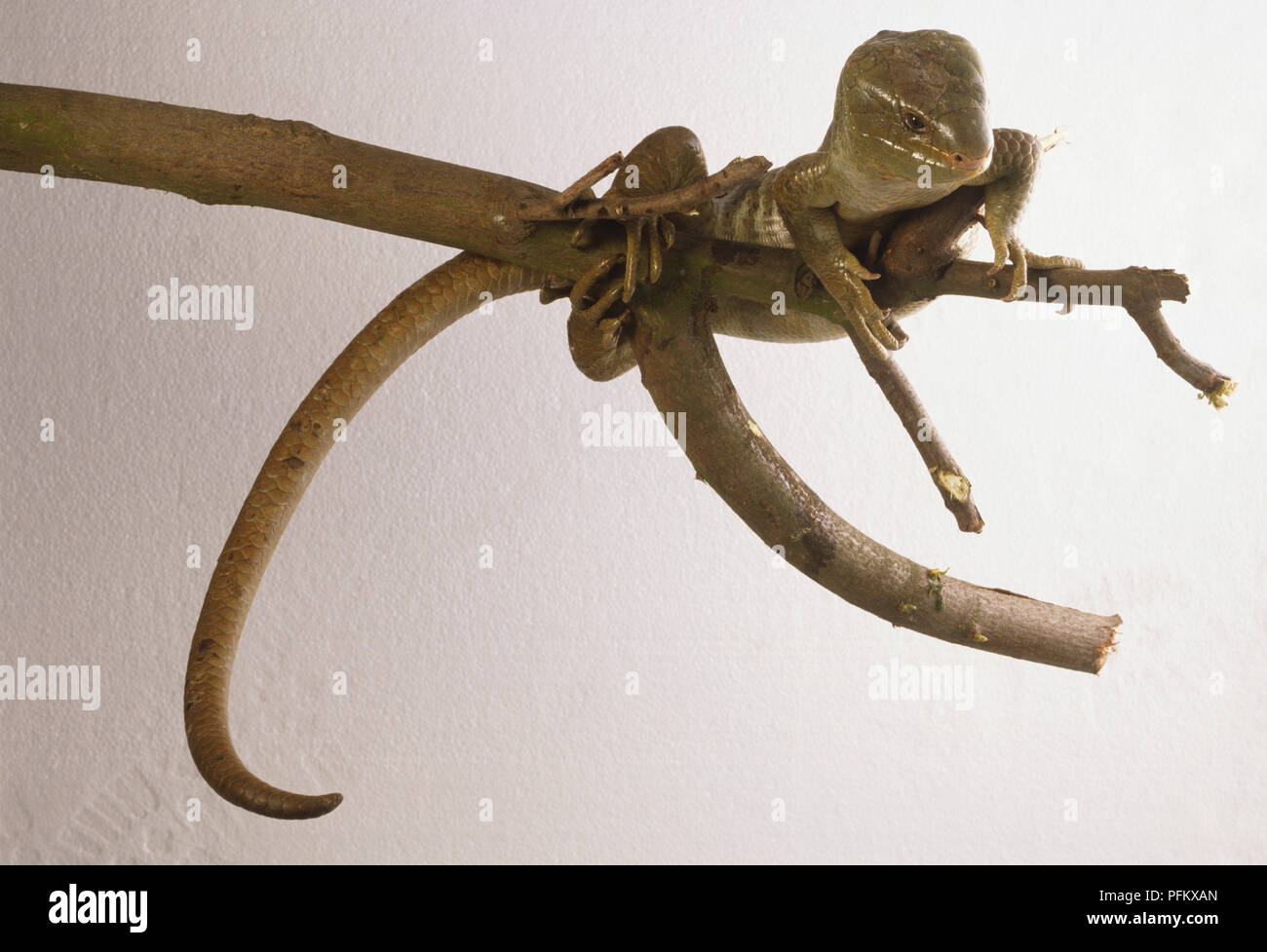 A large, heavy-bodied lizard with a big head and powerful jaws, this ...