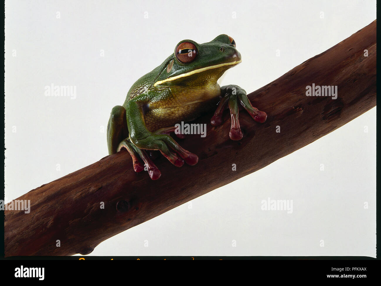 Giant tree frog, on branch, it is uniform green or bronze above, and ...