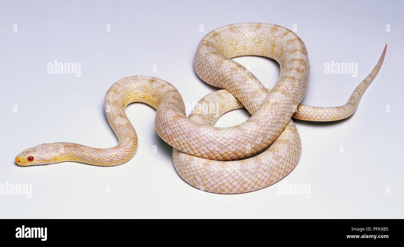 Full Grown Snow Corn Snake