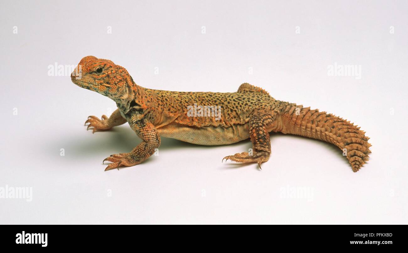 Bell's mastigure or Dab lizard (Uromastyx acanthinurus), lizard, side ...