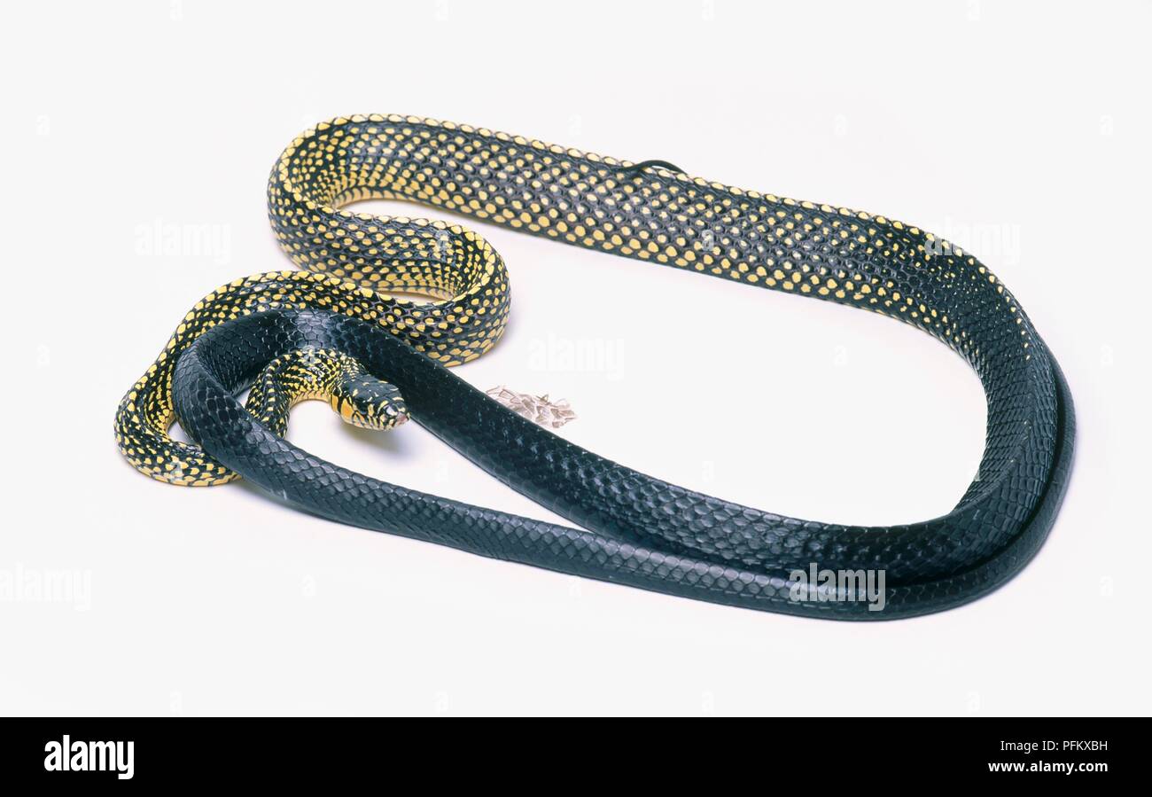 Tiger rat snake spilotes pullatus Cut Out Stock Images & Pictures - Alamy