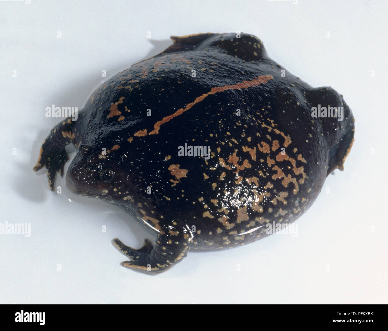 Mexican burrowing toad (Rhinophrynus dorsalis), close-up, high angle ...