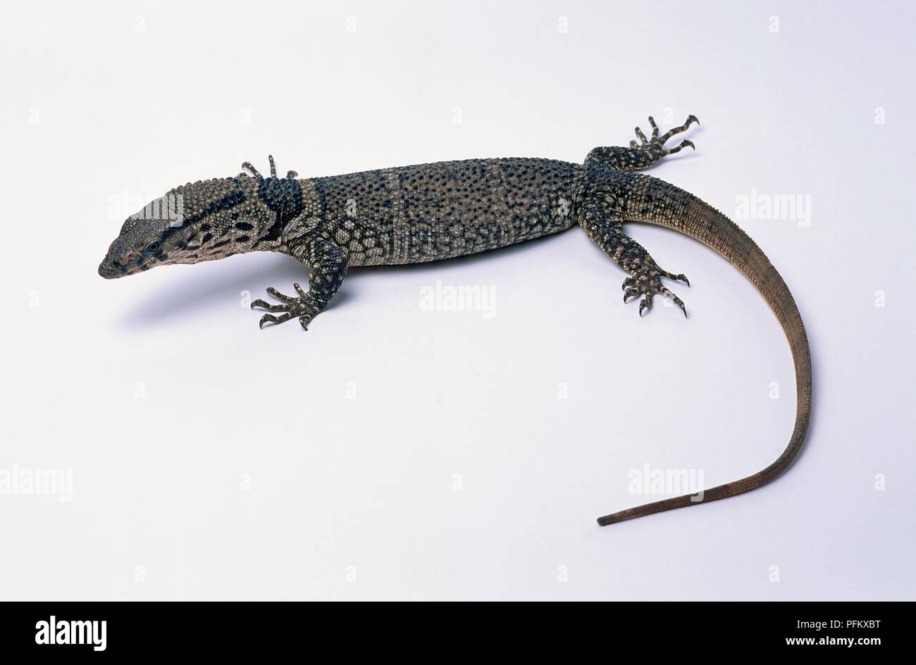 Dumeril's monitor (Varanus dumerilii), monitor lizard Stock Photo - Alamy