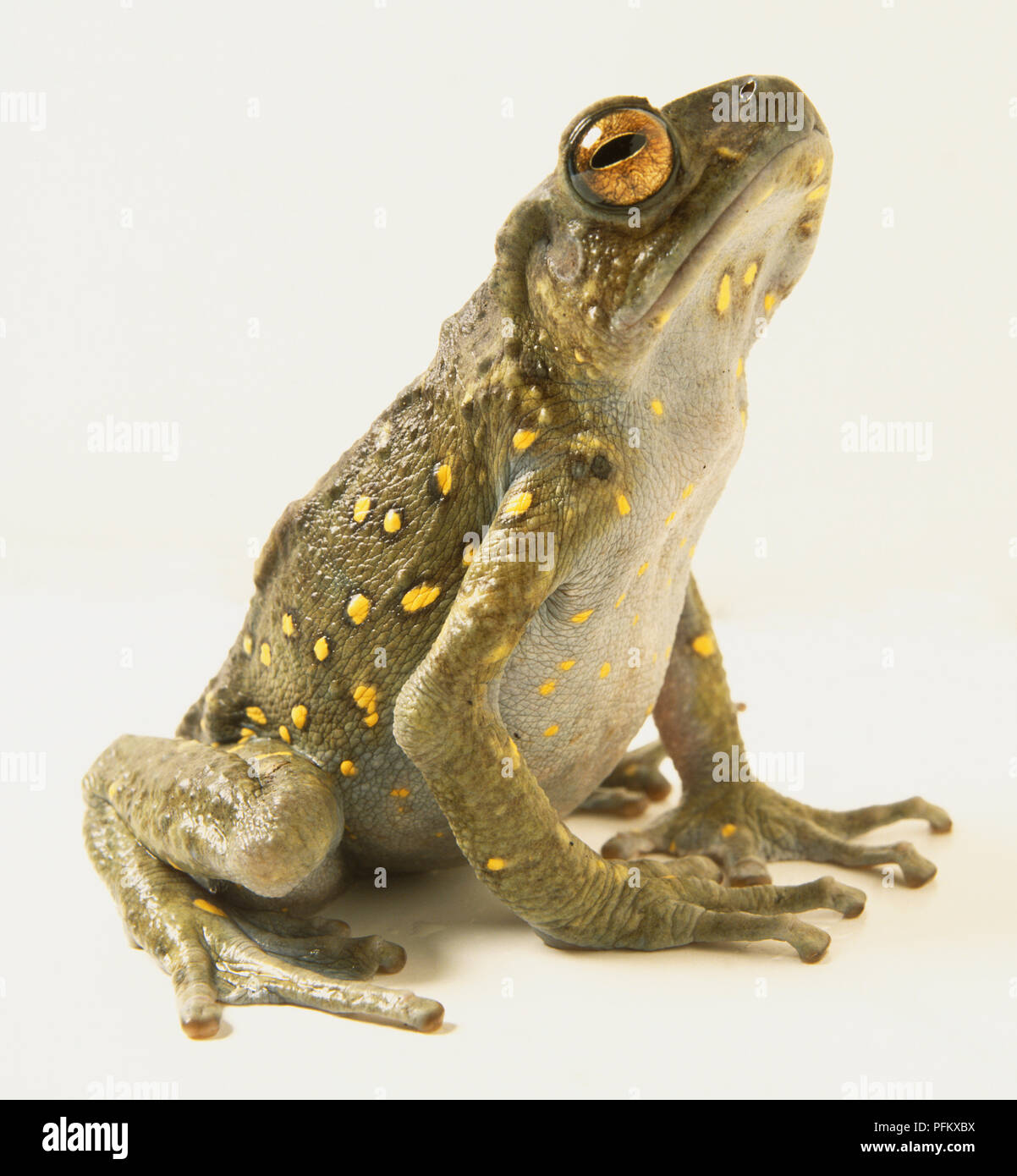 Toads with toes hi-res stock photography and images - Alamy