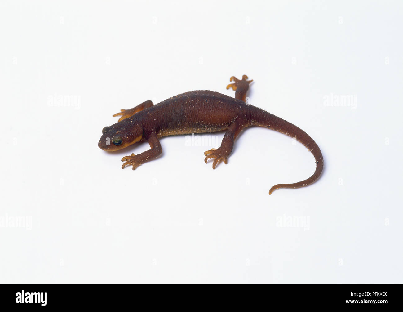 Taricha torosa hi-res stock photography and images - Alamy