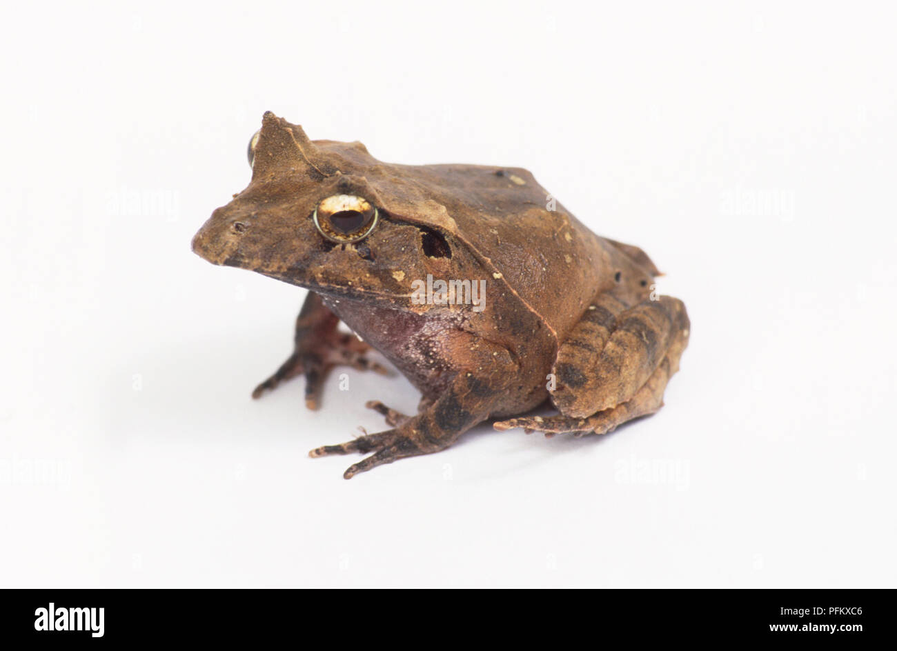 Solomon Island eyelash frog (Ceratobatrachus guentheri), side view ...