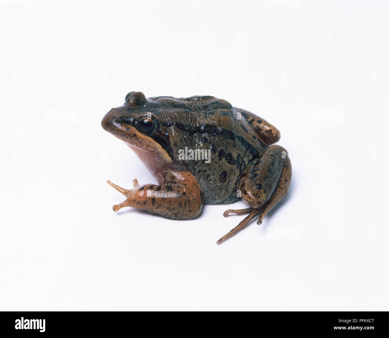 Brown-striped frog (Limnodynastes peroni), side view Stock Photo - Alamy