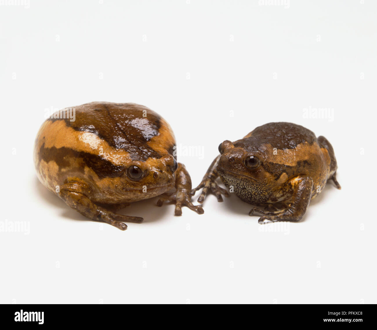 Malaysian narrow-mouthed toads (Kaloula pulchra), showing inflated ...