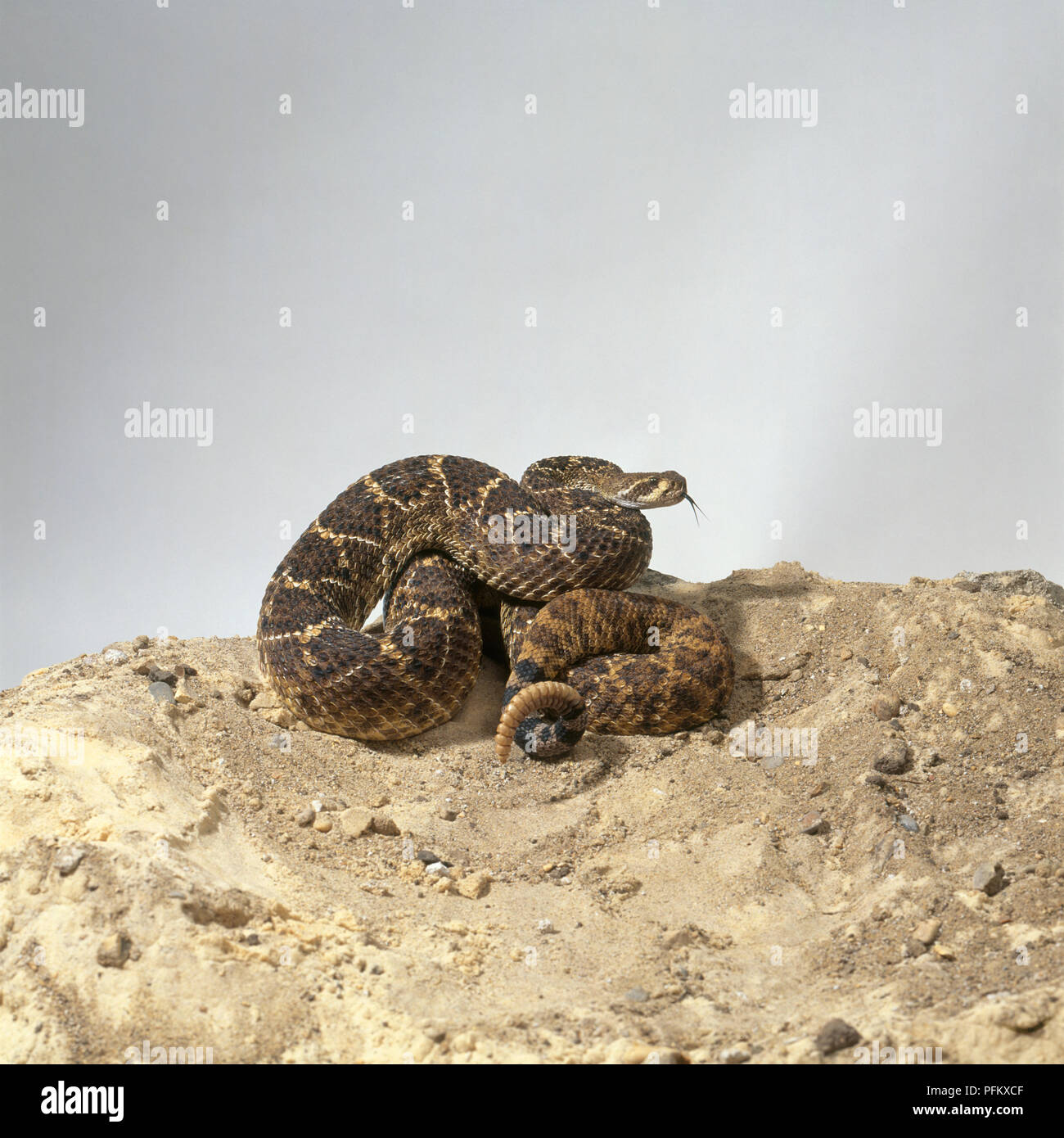 Western diamondback rattlesnake (Crotalus atrox), coiled, hissing ...