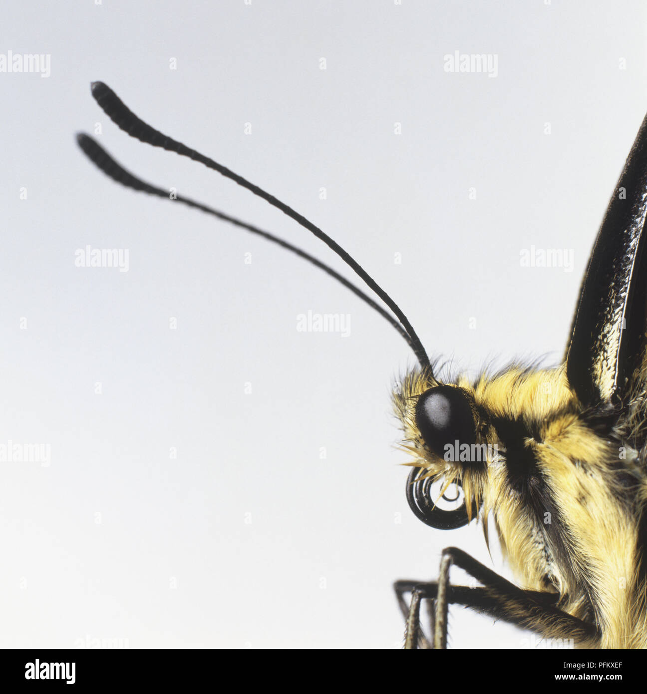 Head of a butterfly (Lepidoptera), close up, profile view Stock Photo ...