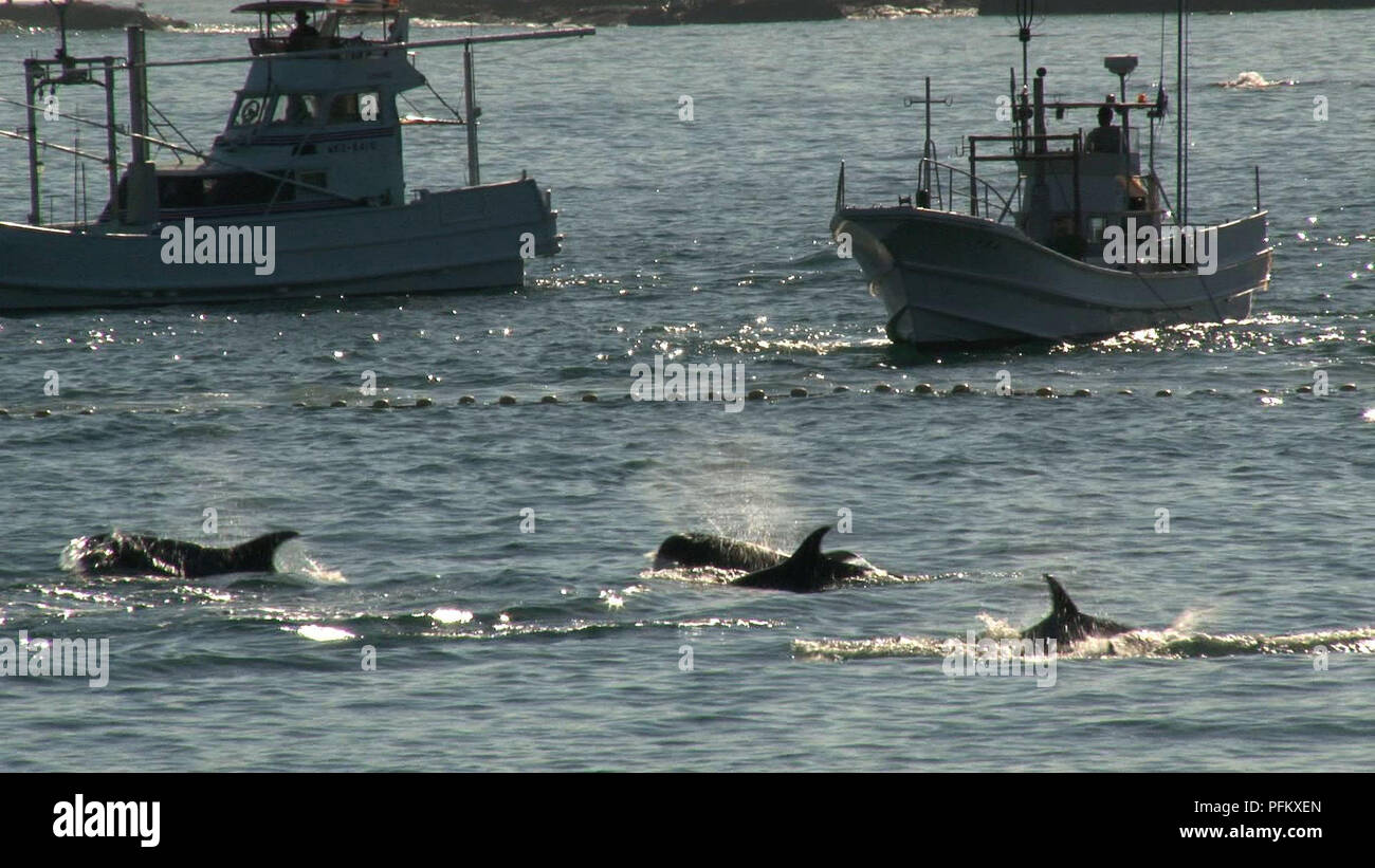 A WHALE OF A TALE, 2016. © Fine Line Media /Courtesy Everett Collection ...