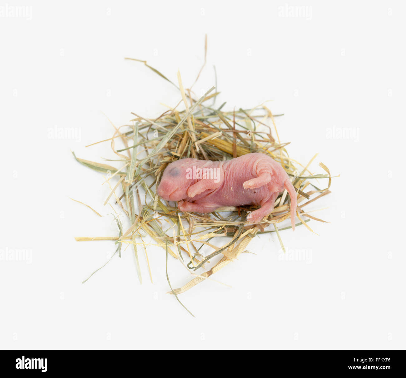 Newborn Brown rat (Rattus norvegicus), sleeping on straw Stock Photo ...